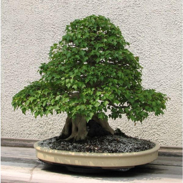 Graines Érable Trident, Érable de Buerger (Graines Acer Buergerianum ...