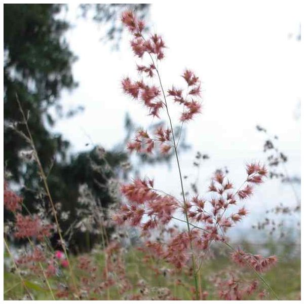 Buy Melinis repens Seeds – Natal Grass