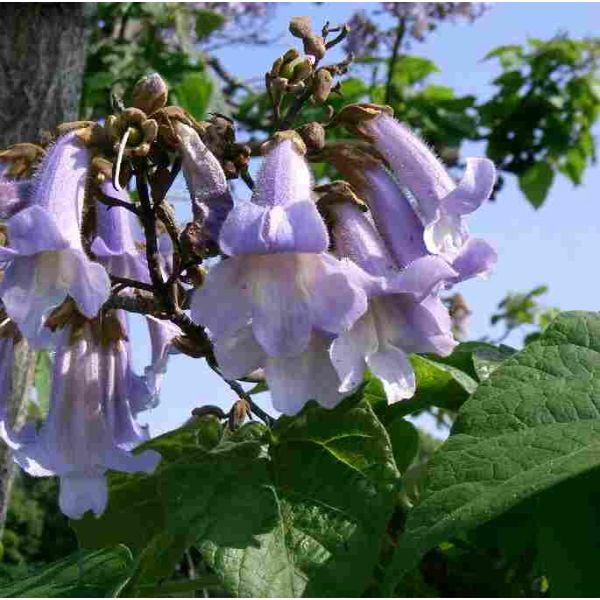 Buy Princess Tree, Empress Tree Seeds - Rarexoticseeds