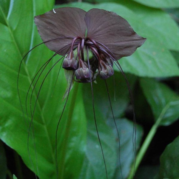 Buy Tacca chantrieri Seeds – Black Tacca
