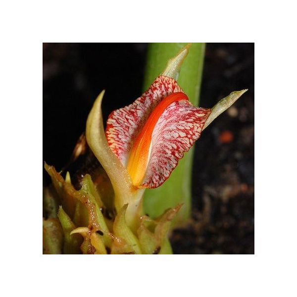 Buy Zingiber rubens Seeds – Red Ginger