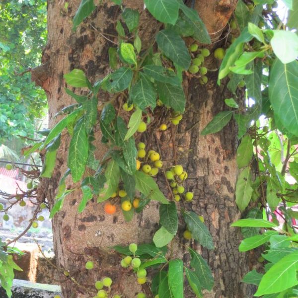 Ficus Racemosa Seeds (Cluster fig)