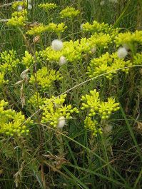 Sedum Rupestre Seeds (Sedum Reflexum, Reflexed Stonecrop, Stone Orpine)