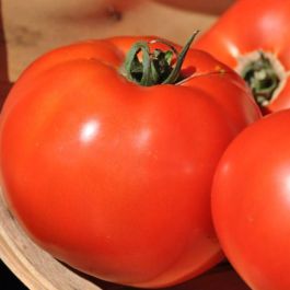 Buy Big Beef Tomato Seeds