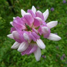 Buy Crown Vetch Seeds | Colorful Ground Cover for Soil Stabilization