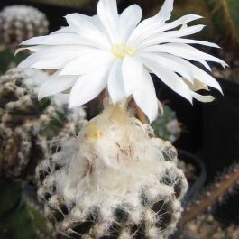 Buy Discocactus horstii Seeds – Rare and Ornamental Cactus