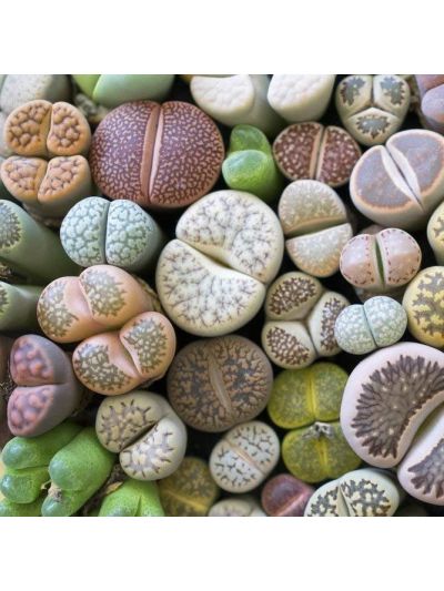 Rarexoticseeds- Buy rare and exotic seeds online